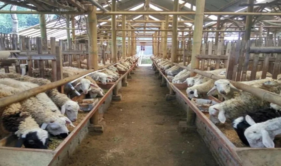 Cara Ternak Kambing Domba Untuk Pemula